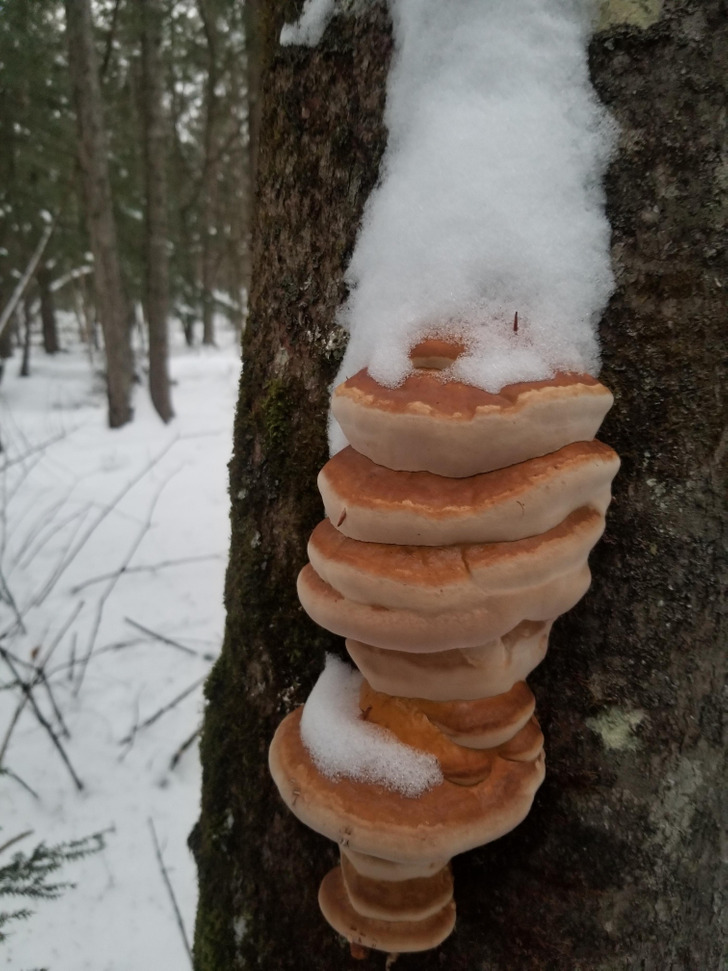 20+ Choses qui sont savoureuses pour les yeux mais certainement pas ...